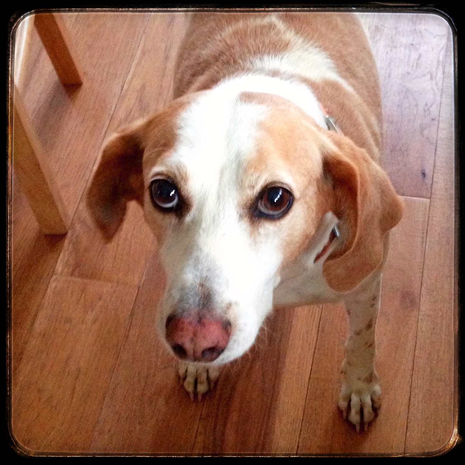 Losing a Loved and Adored Pet - Custom Pet Urns